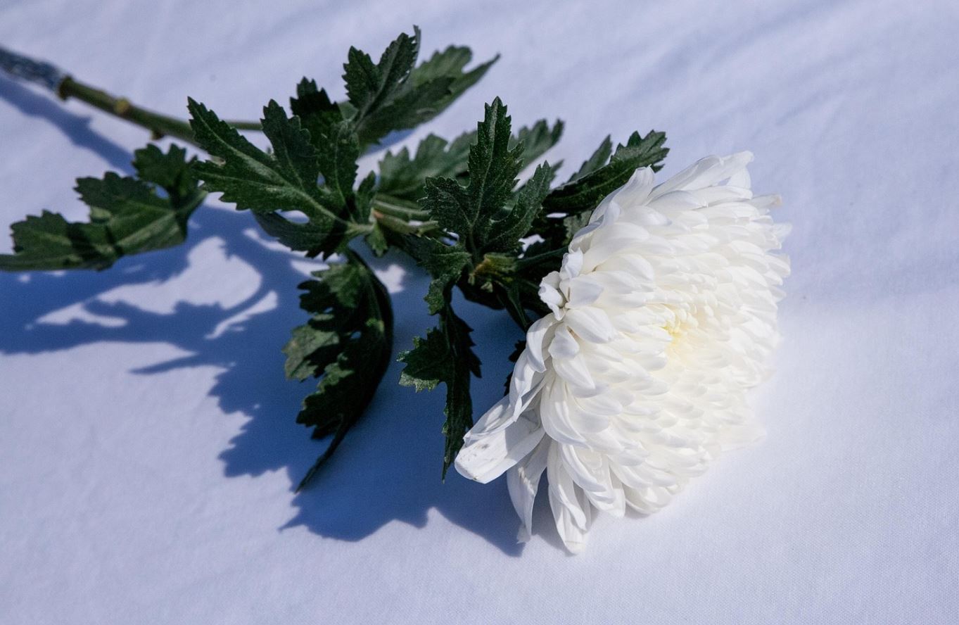 How Funerals Help Families Heal and Remember